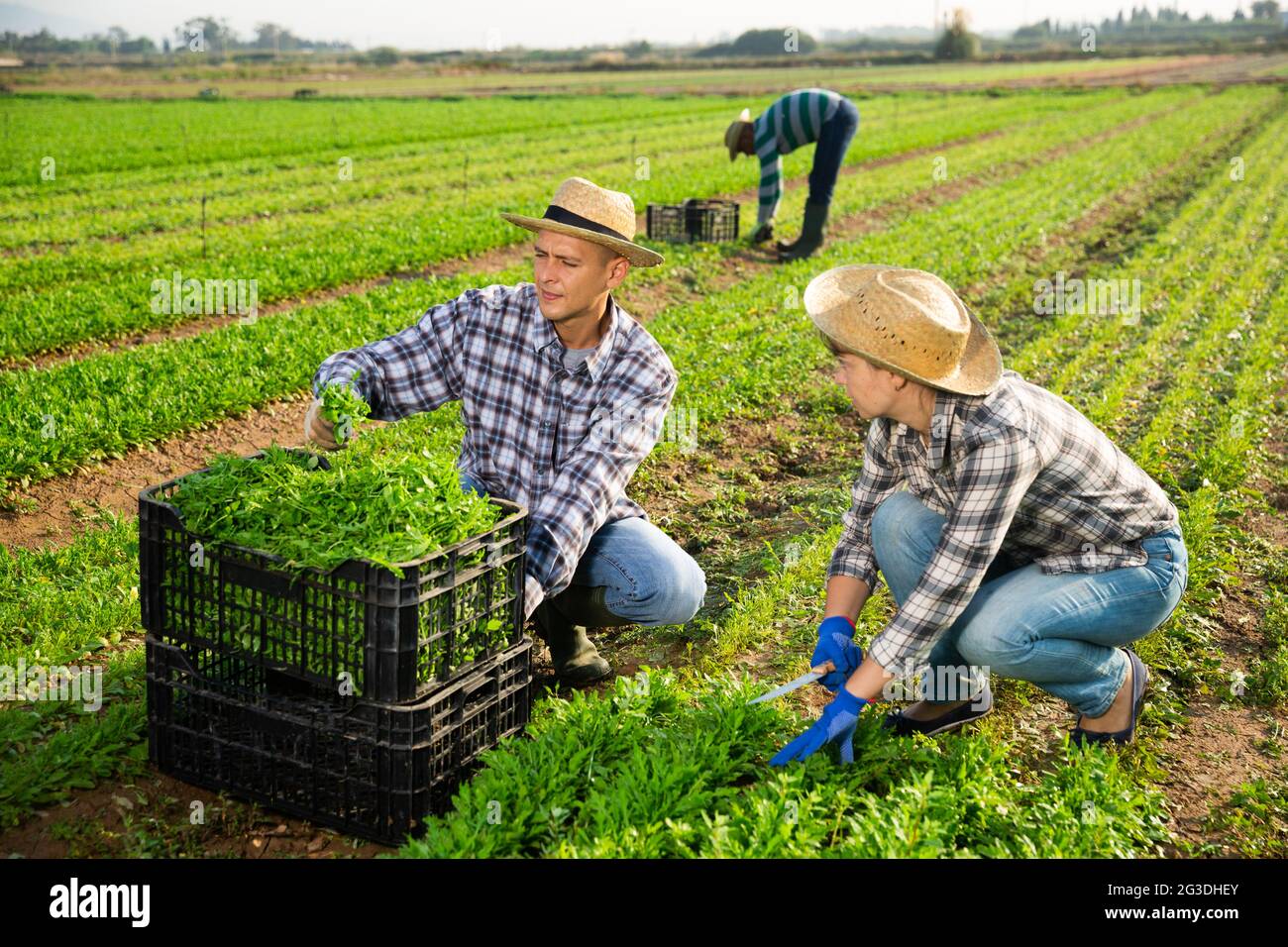 Focused farm worker picking hi-res stock photography and images - Alamy