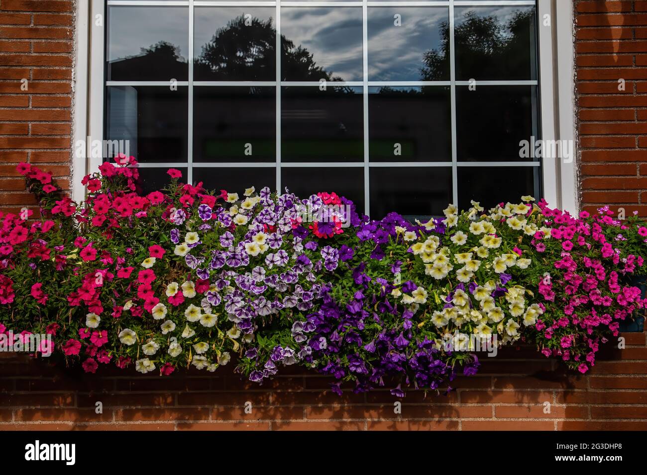 Window box full red hi-res stock photography and images - Alamy