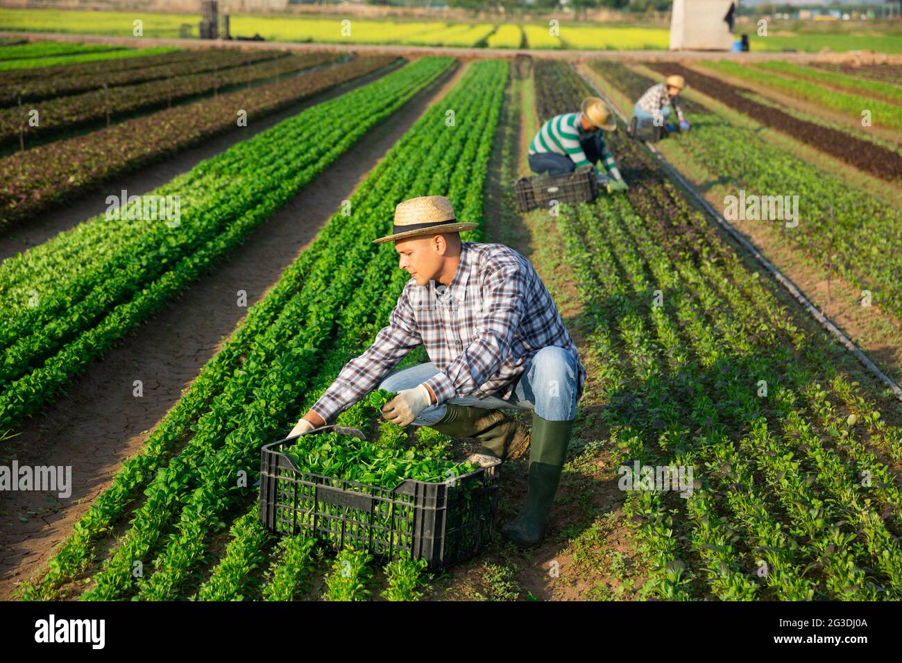 Swedish farm workers hi-res stock photography and images - Alamy