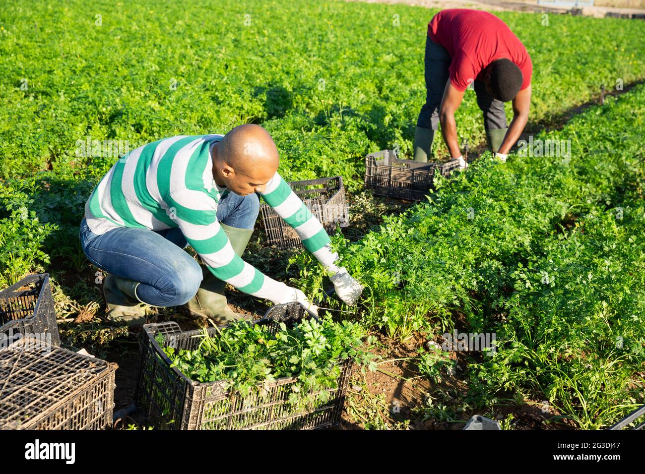 Farm workers gathering young parsley on plantation Stock Photo - Alamy