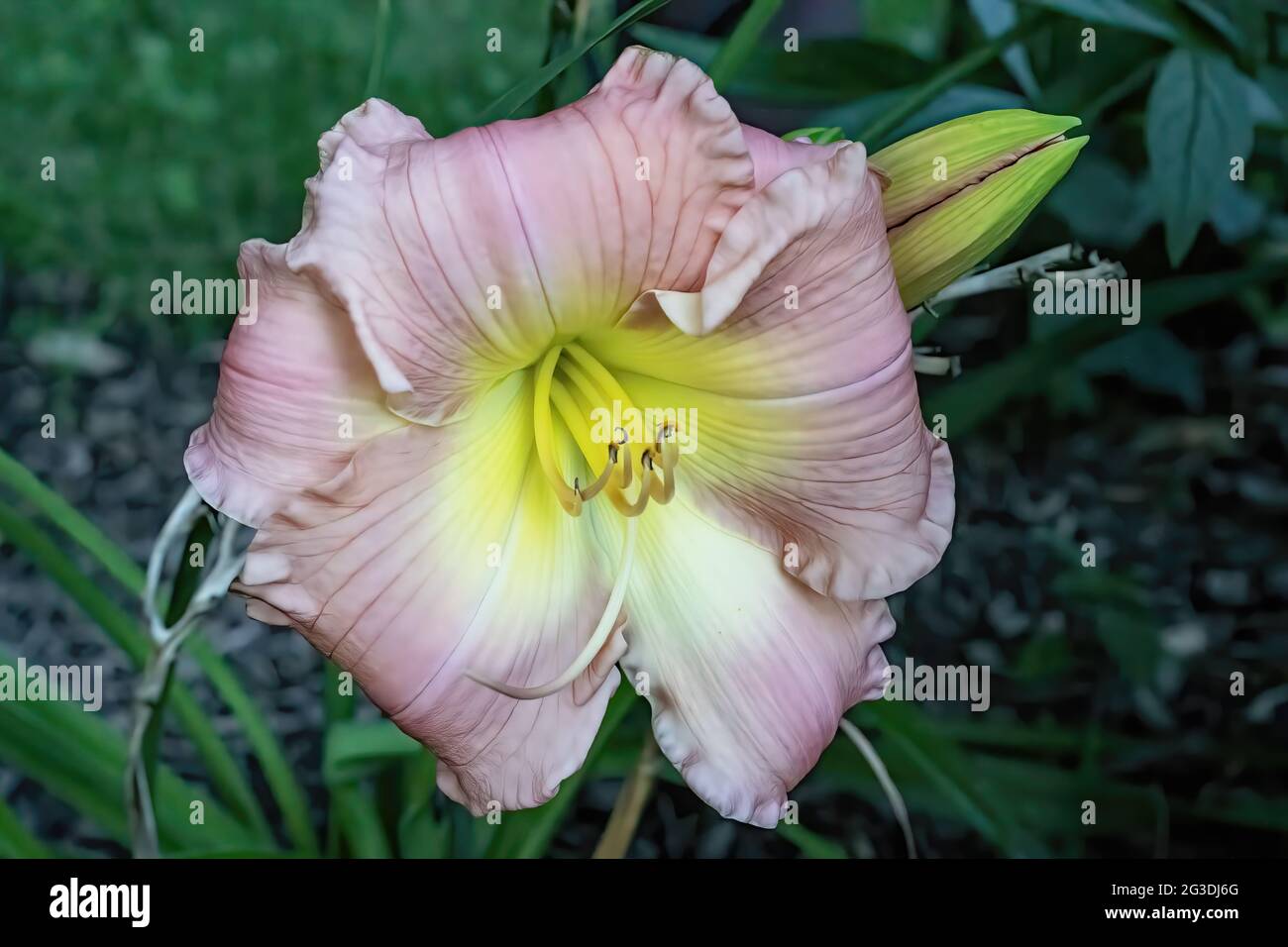 Peach lily hi-res stock photography and images - Alamy