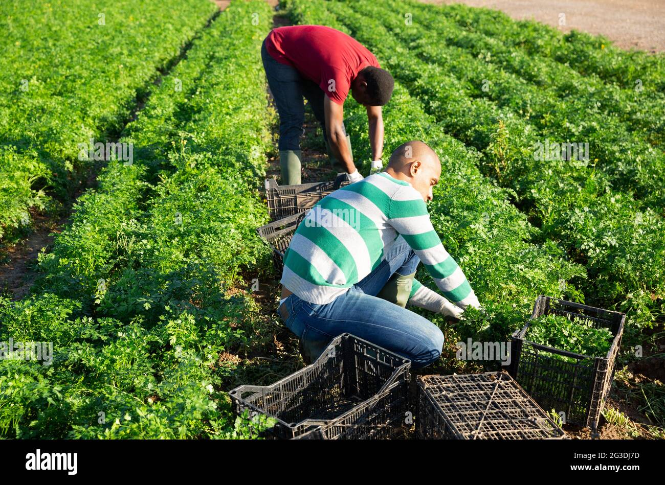 Farm workers gathering young parsley on plantation Stock Photo - Alamy