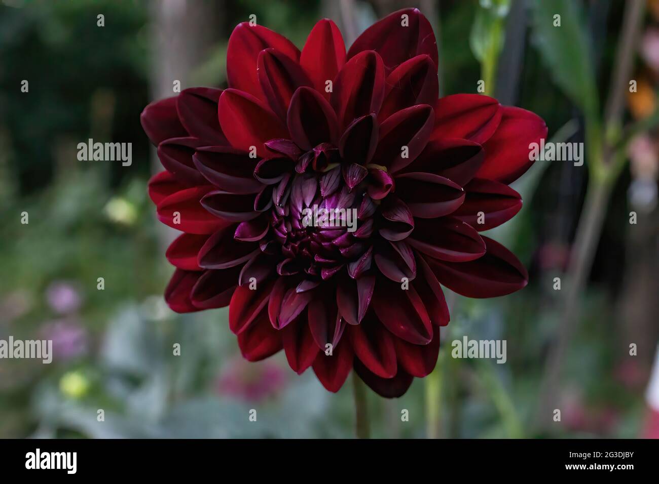 Red Decorative Dahlia Close Up High Resolution Stock Photography and ...