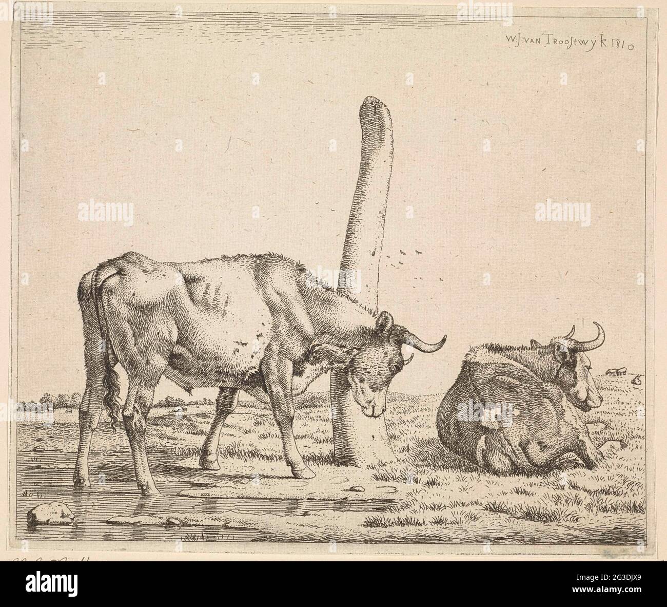 Bull scratching at a tree trunk. A bull ranges with his neck along a ...