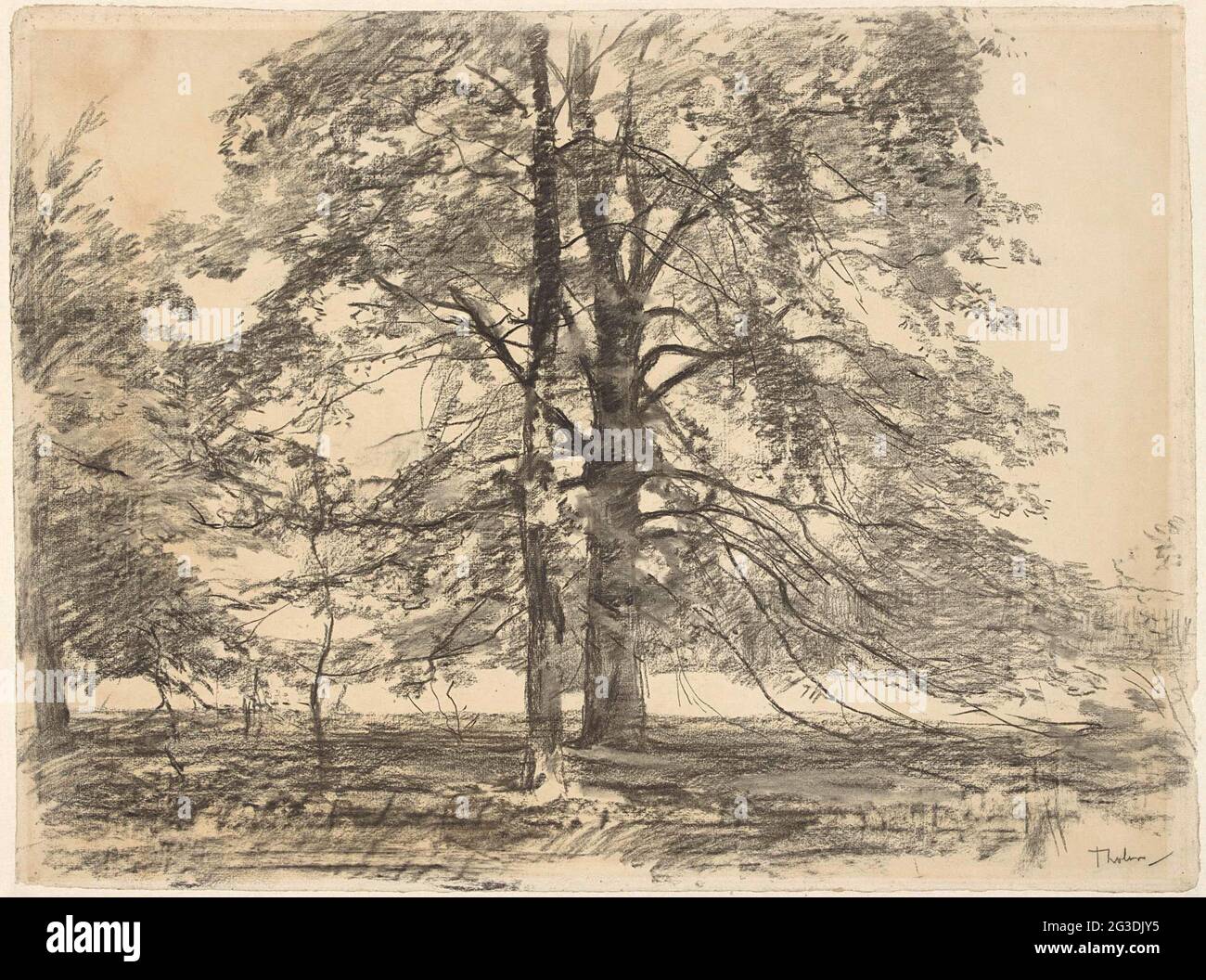 Tall trees in a flat landscape Stock Photo - Alamy