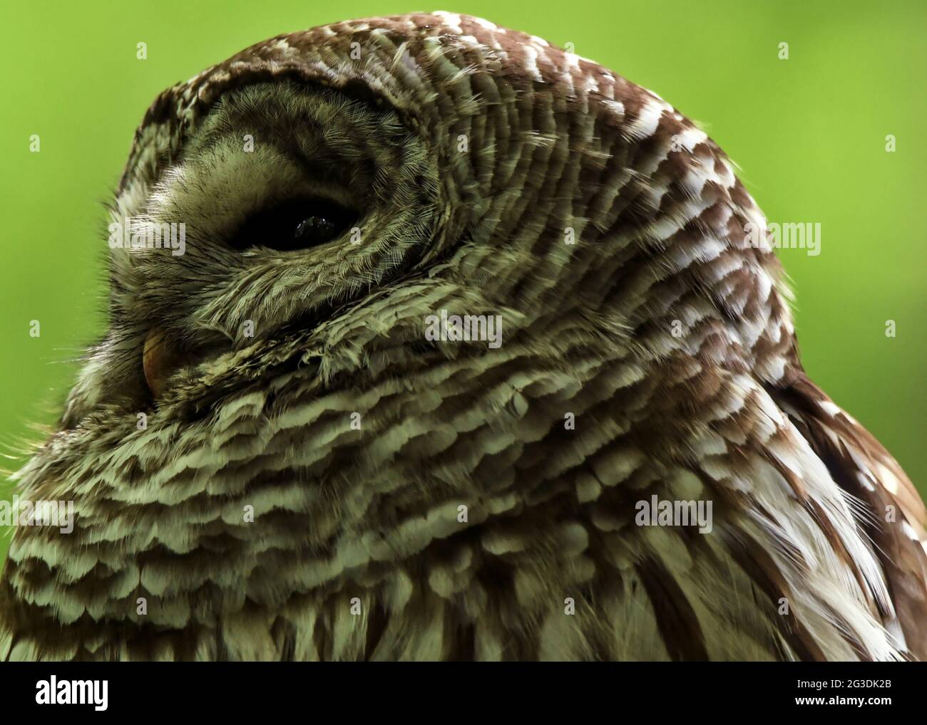 Vancouver owl hi-res stock photography and images - Alamy