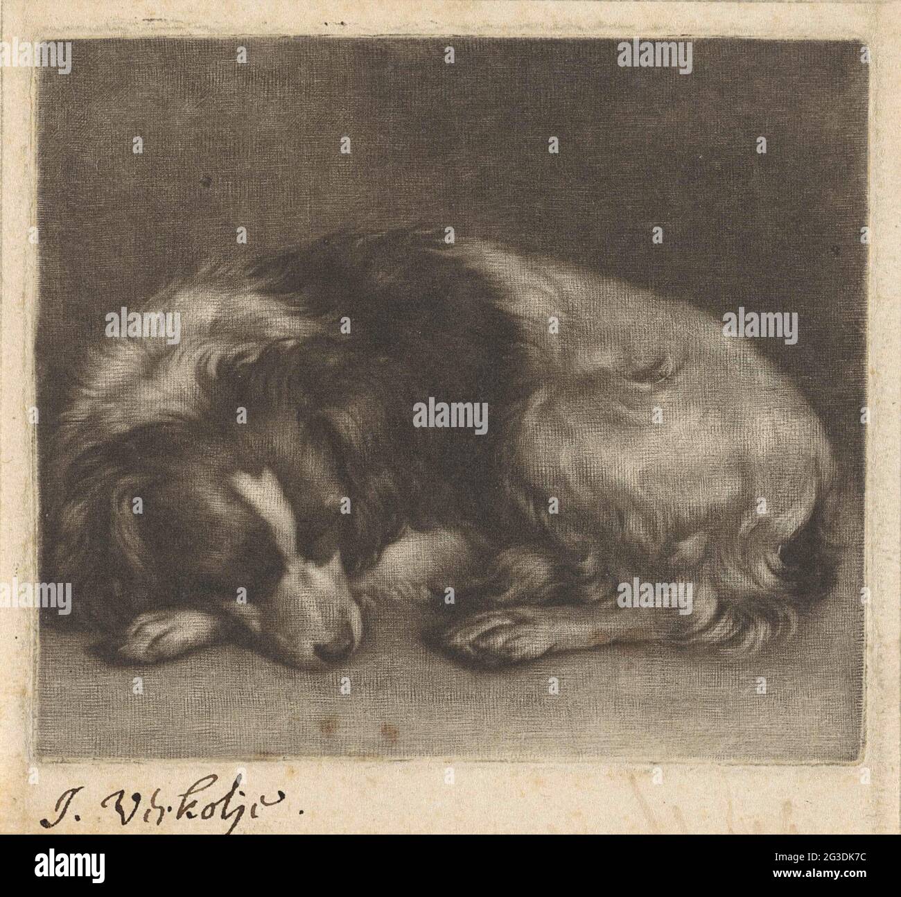 Sleeping dog, possibly a spaniel Stock Photo - Alamy