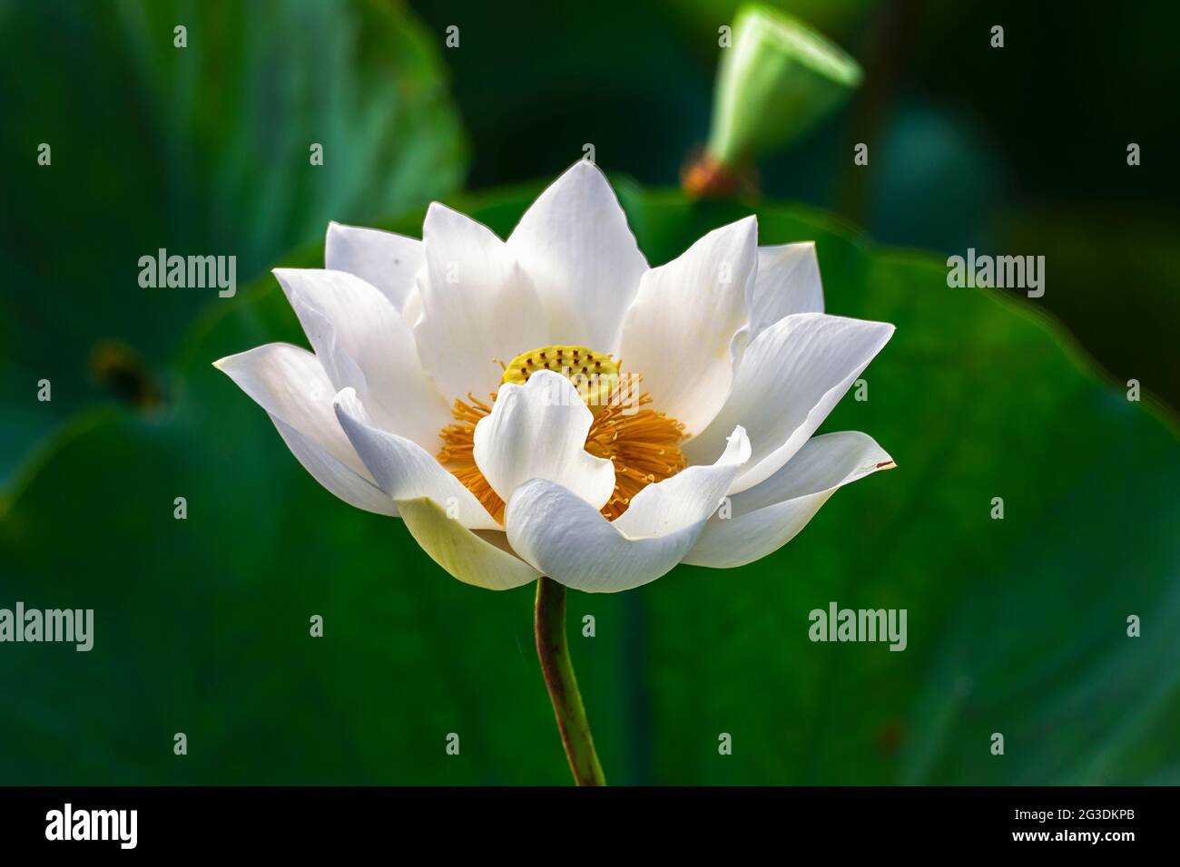 White lotus in season is very beautiful Stock Photo - Alamy