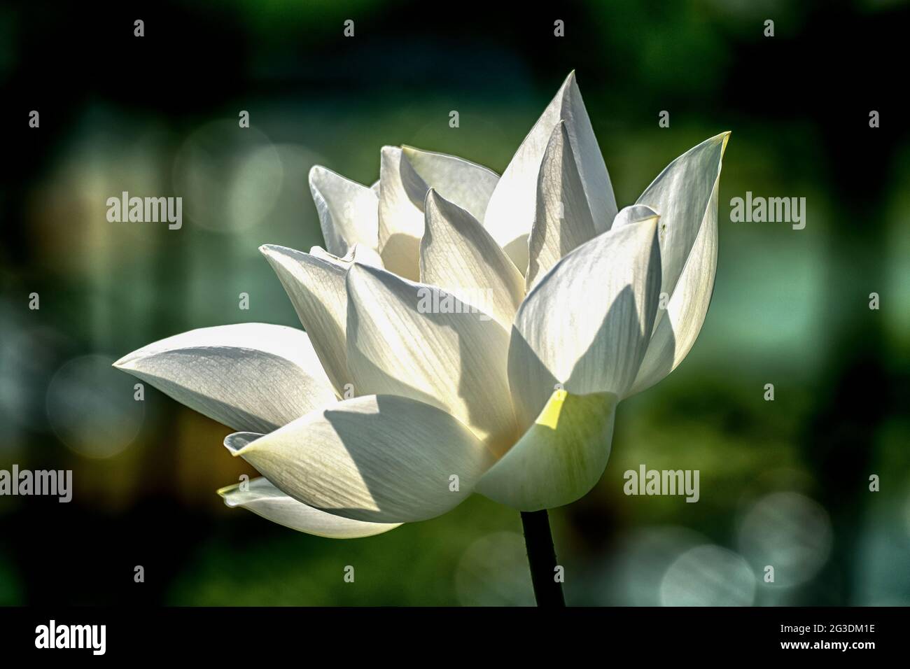 White lotus in season is very beautiful Stock Photo - Alamy