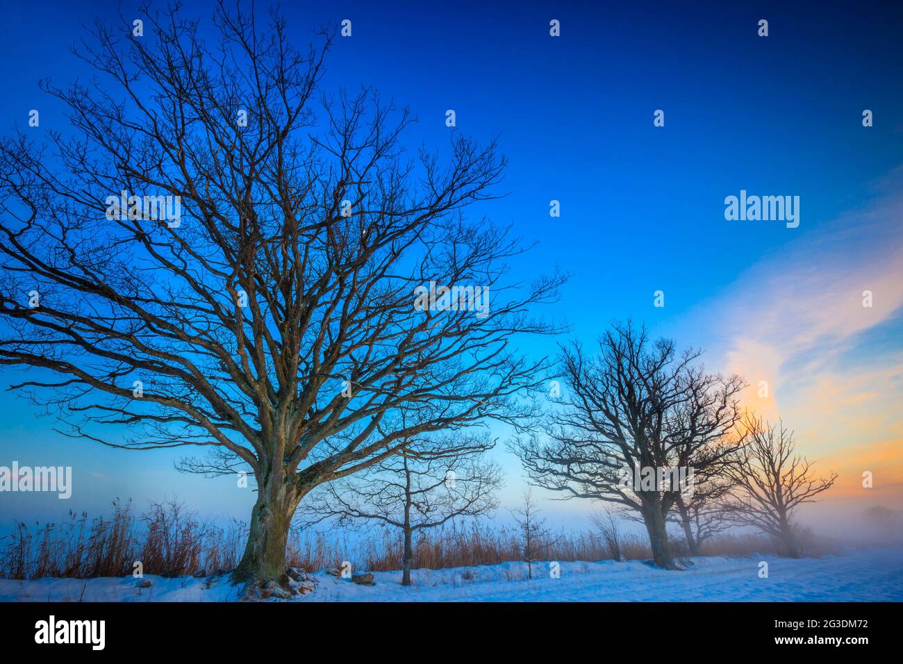 Large old oak trees in winter evening light at Dilling in Rygge ...