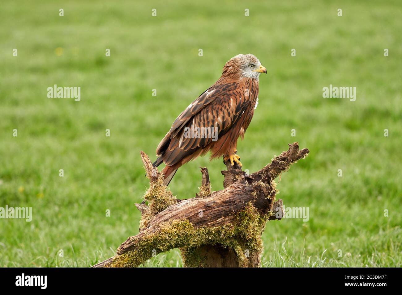 Red kite, bird of prey portrait. The bird is sitting on a stump, viewed ...