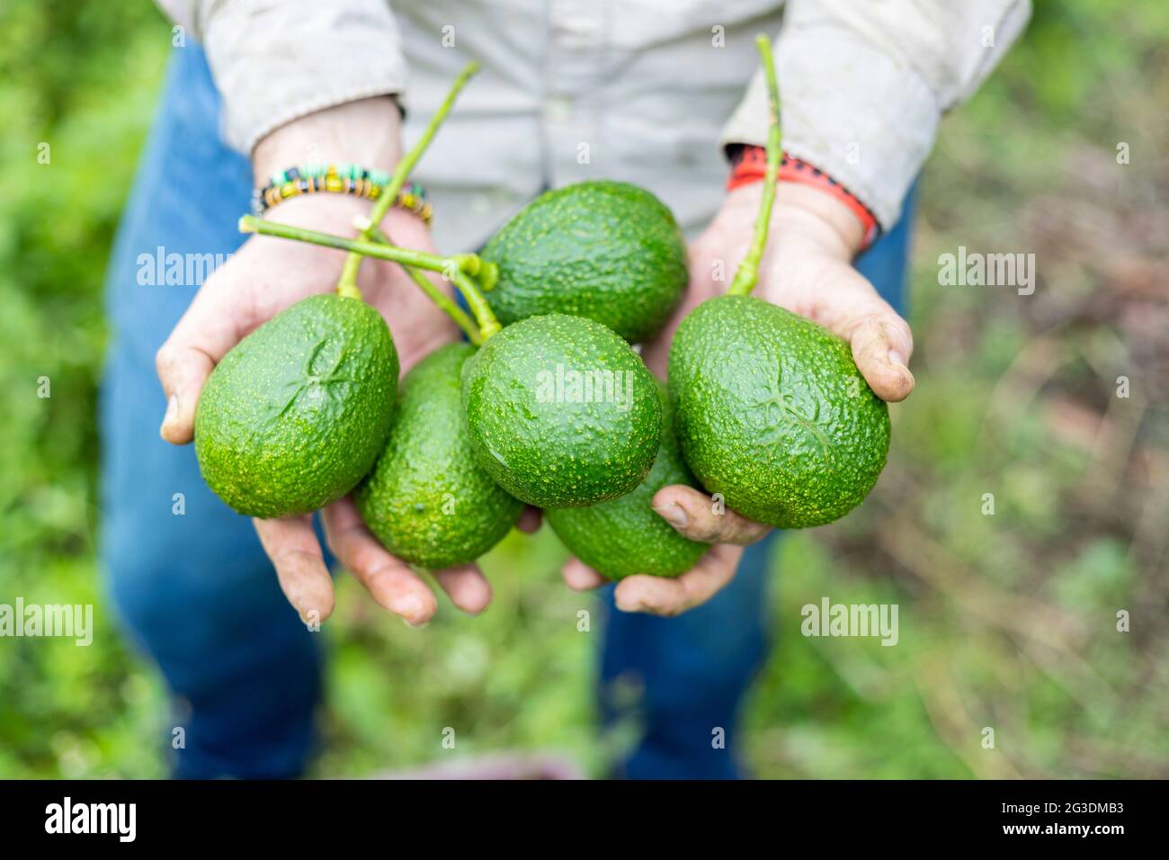 Mexico farmer avocado hi-res stock photography and images - Alamy