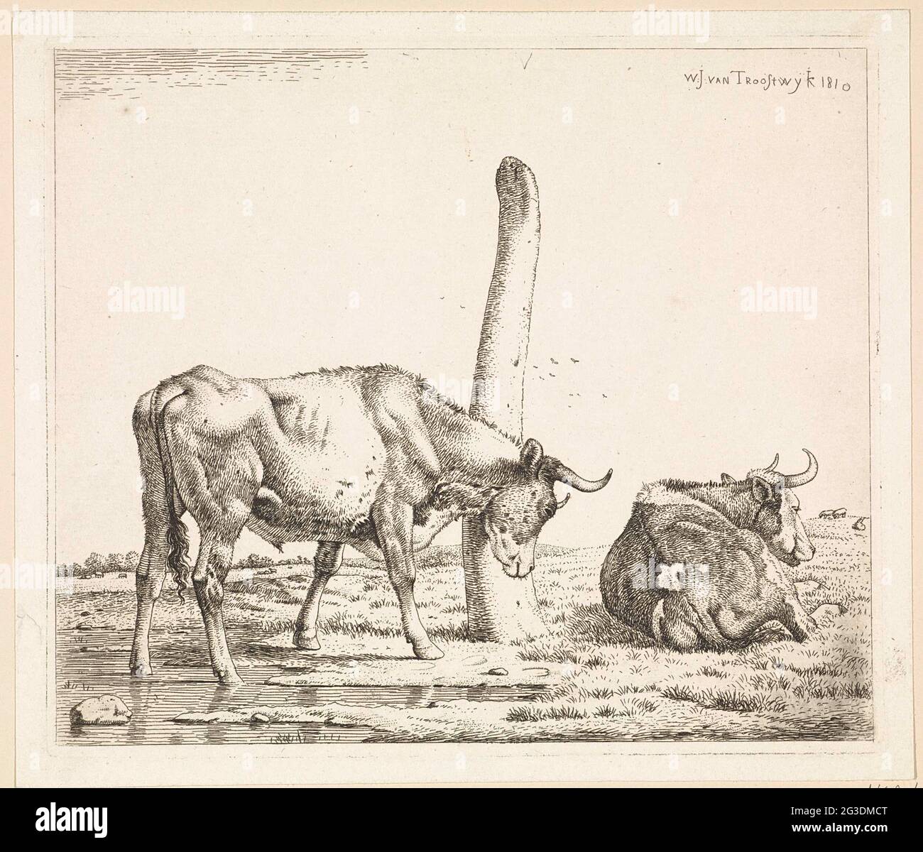 Bull scratching at a tree trunk. A bull ranges with his neck along a ...