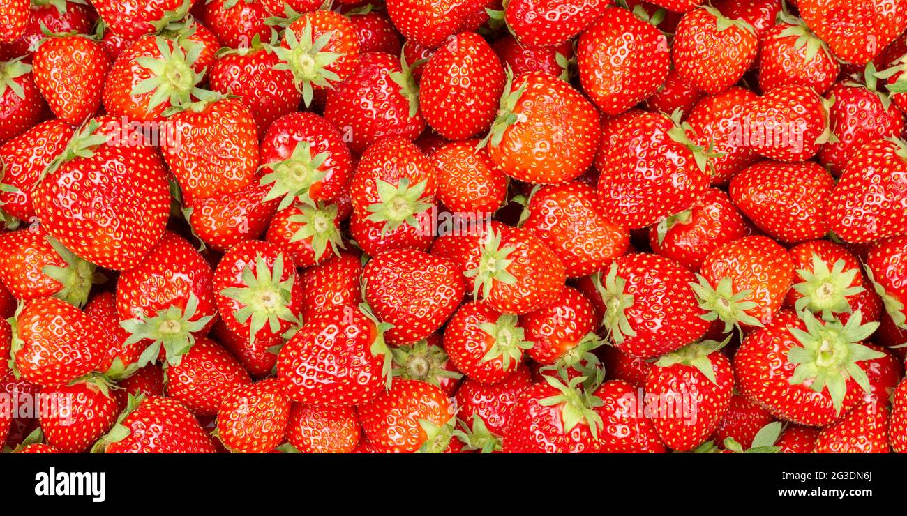 Strawberries berries fruits strawberry berry fruit panoramic view ...