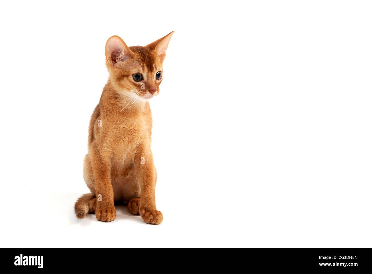 Ginger sleeping cat Cut Out Stock Images & Pictures - Alamy