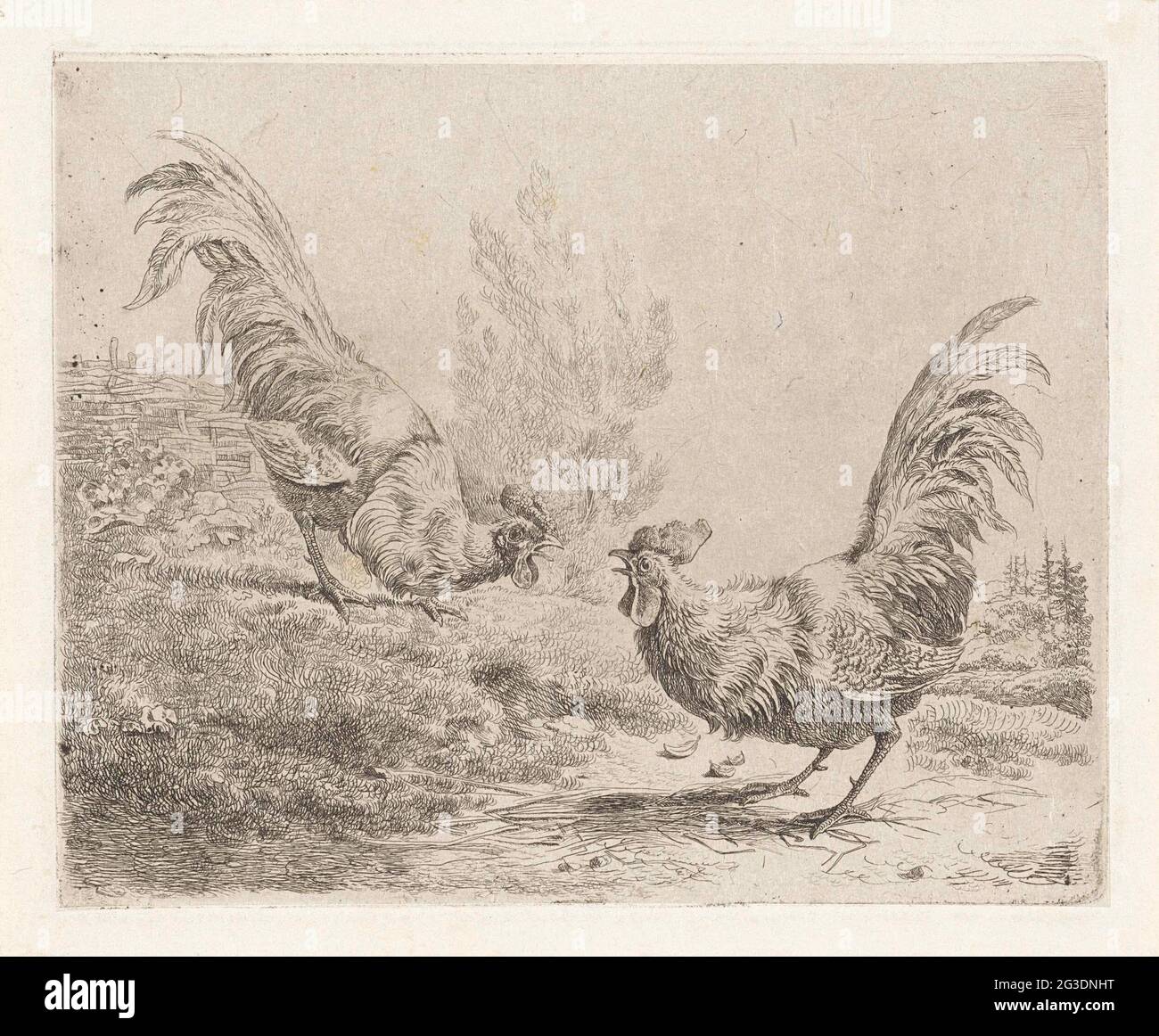 Fighting roosters hi-res stock photography and images - Alamy