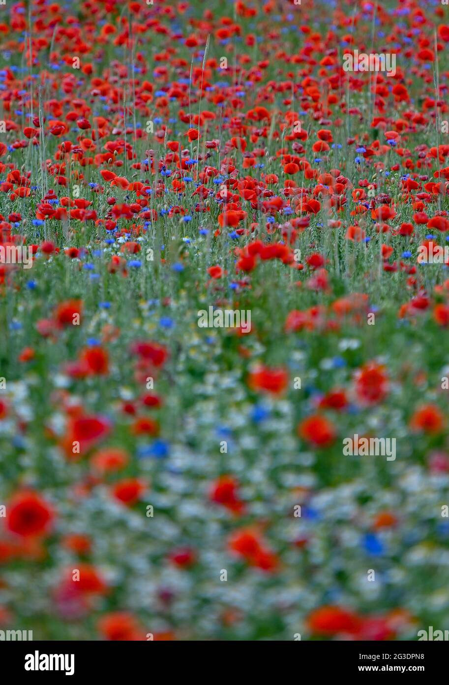 Biegen, Germany. 15th June, 2021. The petals of corn poppies shine ...
