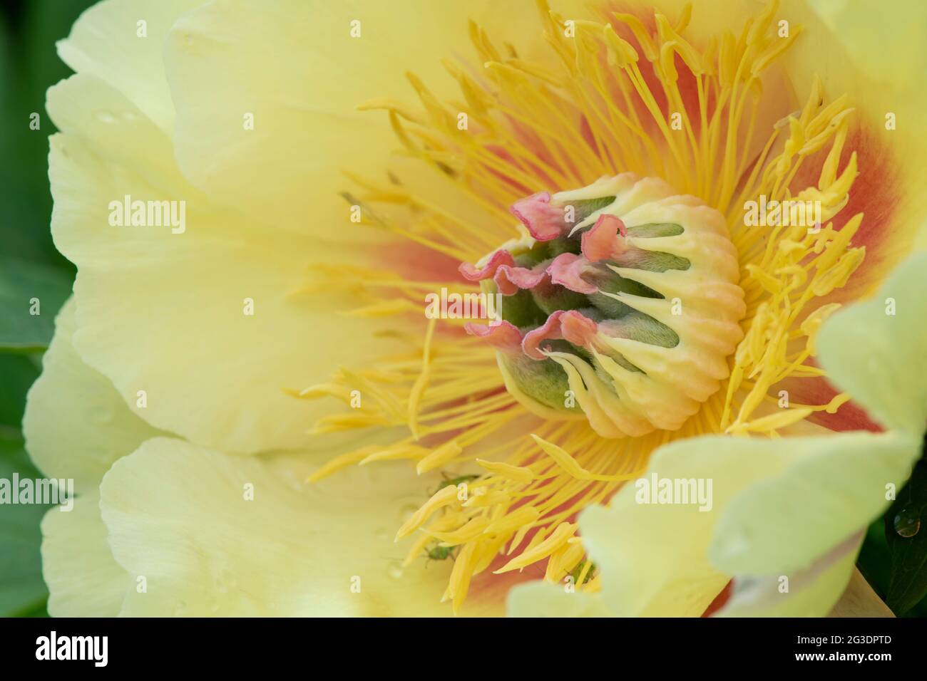 Garden flower stamens hi-res stock photography and images - Alamy