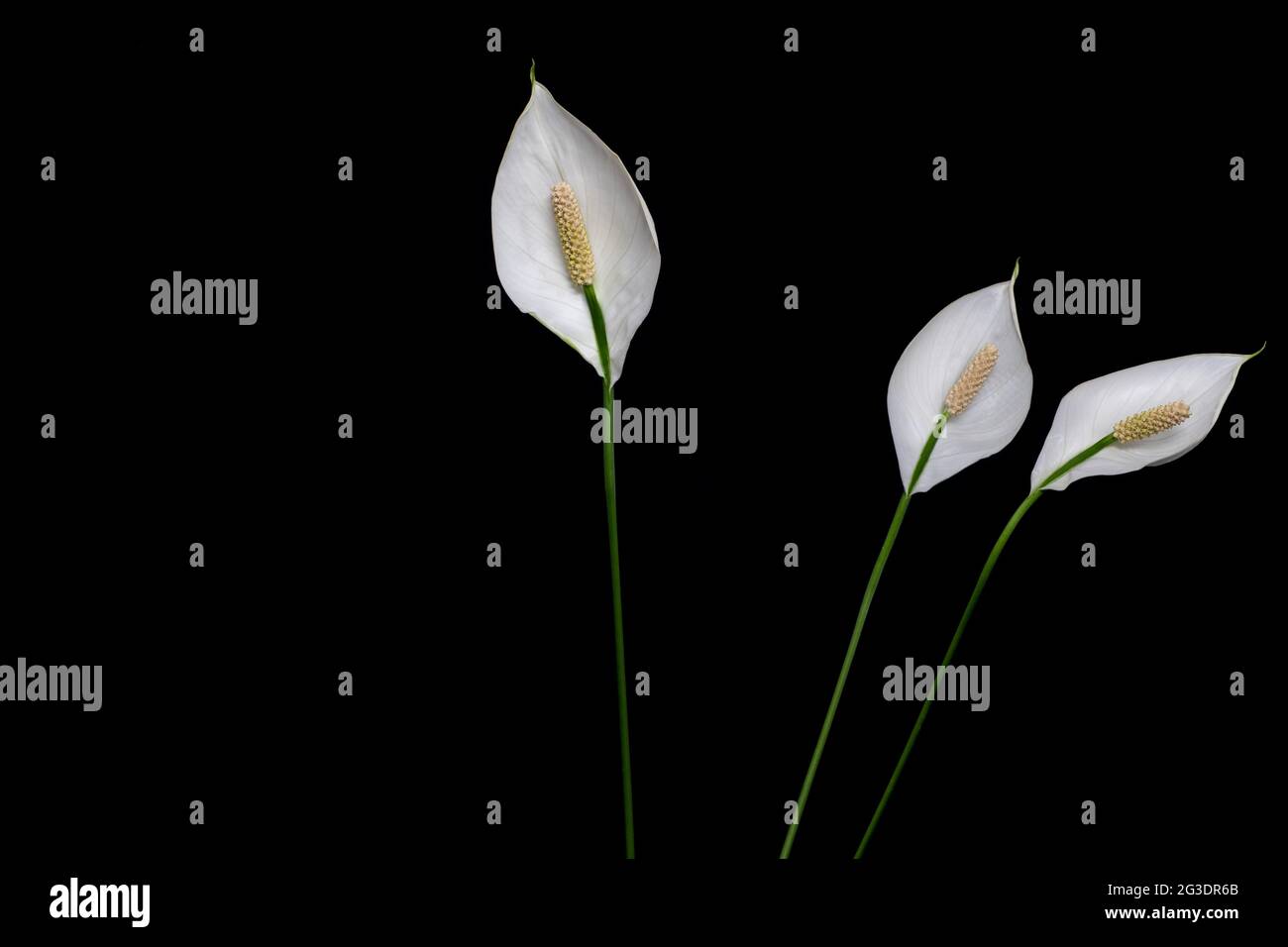 Three peace lily flowers with long stems isolated on black background ...