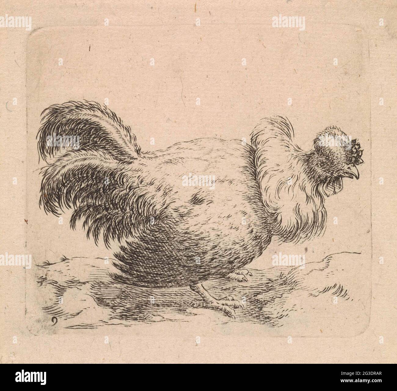 Standing rooster; Farm animals Stock Photo - Alamy