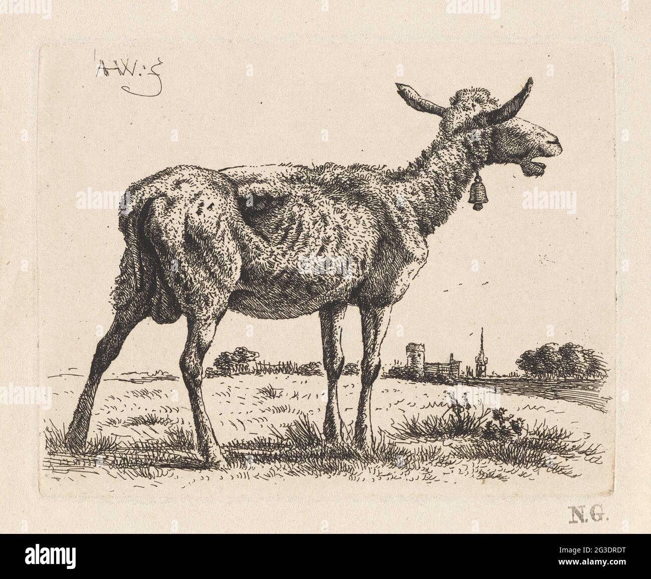 Skinny sheep. In a meadow is a lean sheep with a bell around the neck ...