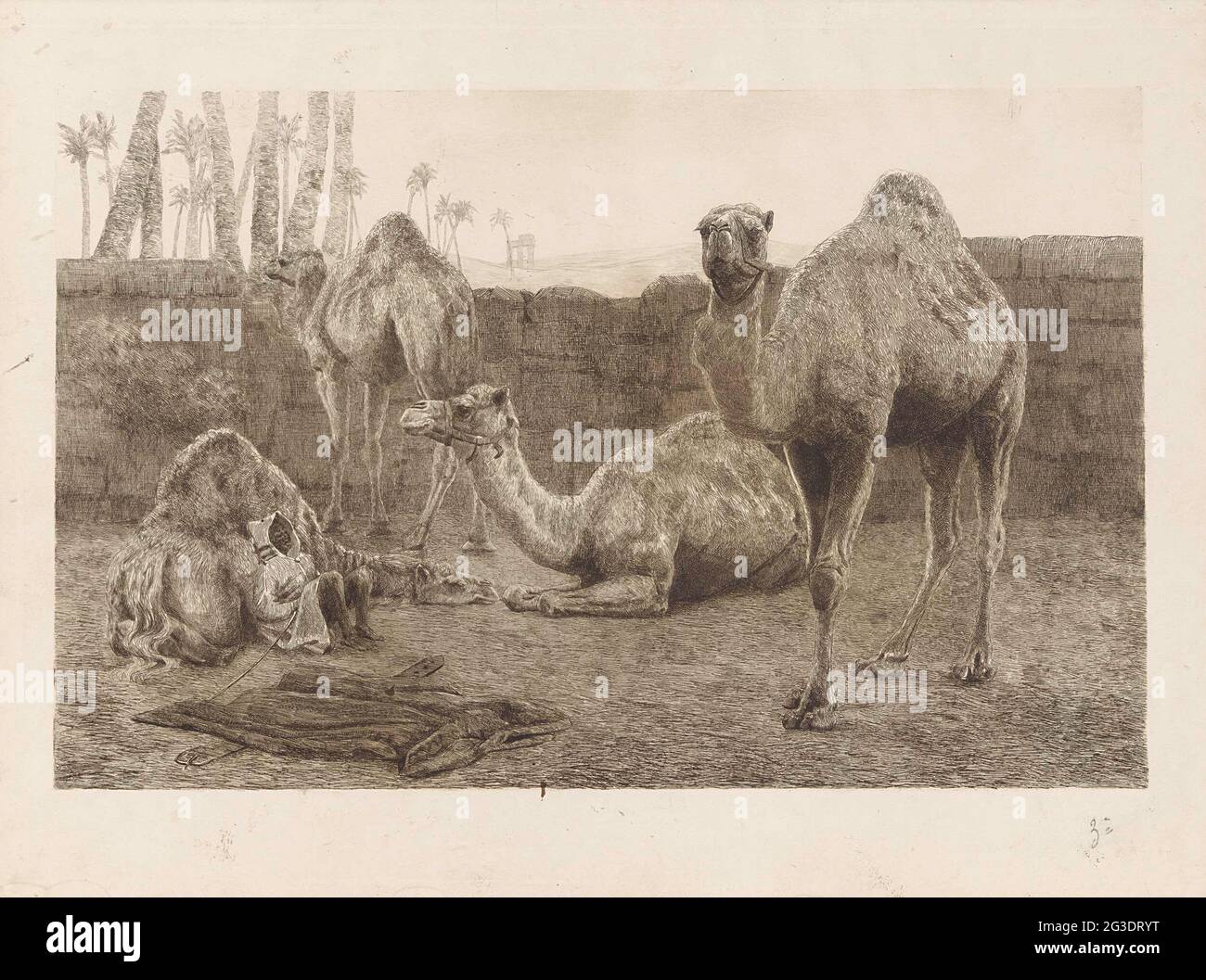 Camel Four