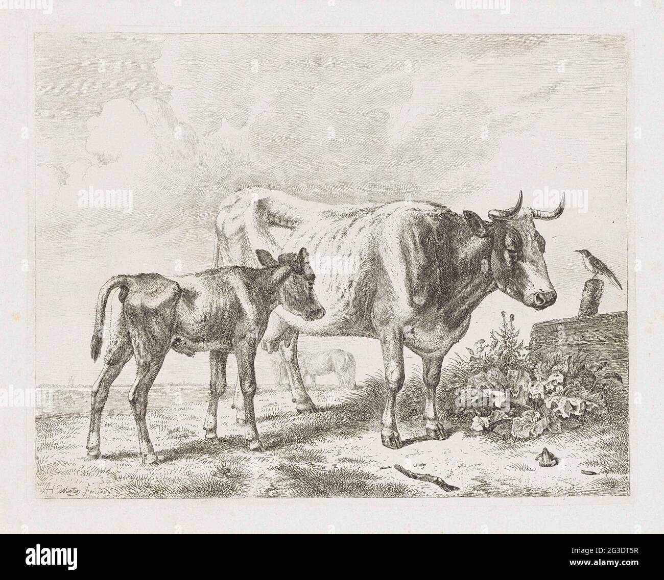 Cow and a calf in a meadow. In a meadow is a calf with a cow. For the ...