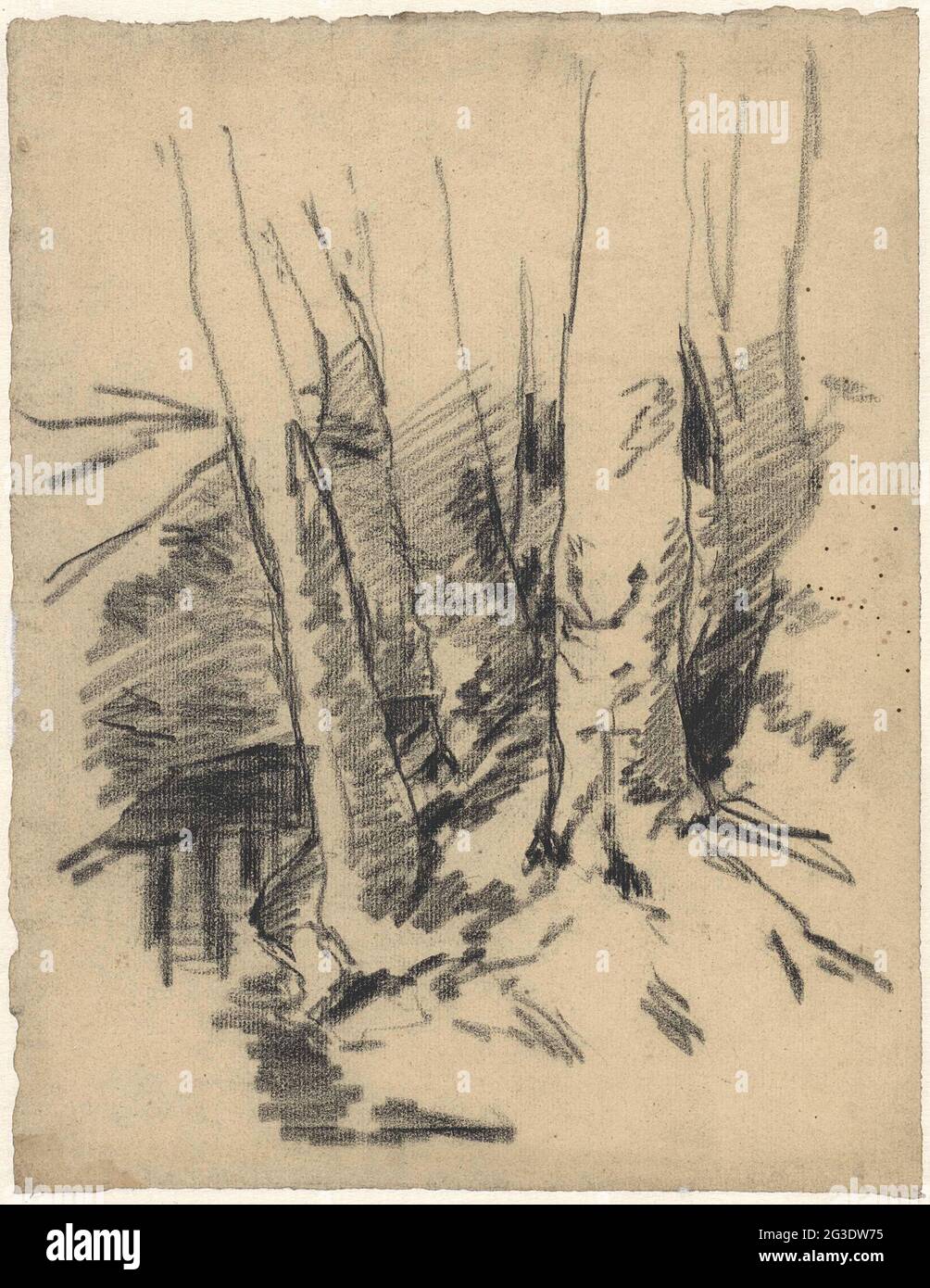 Study of four tree trunks Stock Photo - Alamy