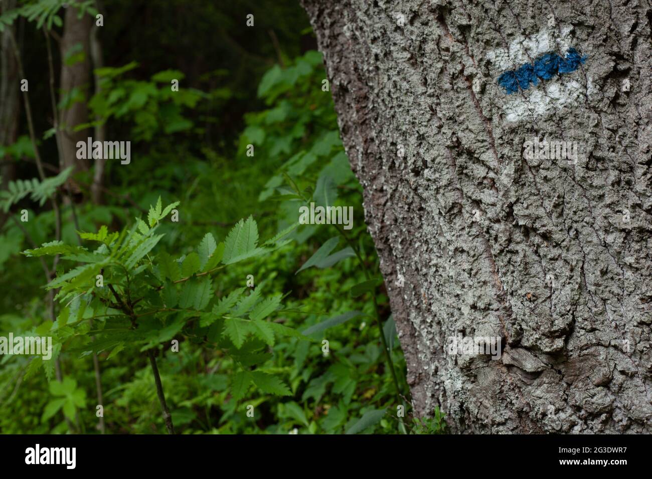 a white and blue mark on the trunk of a tree Stock Photo - Alamy