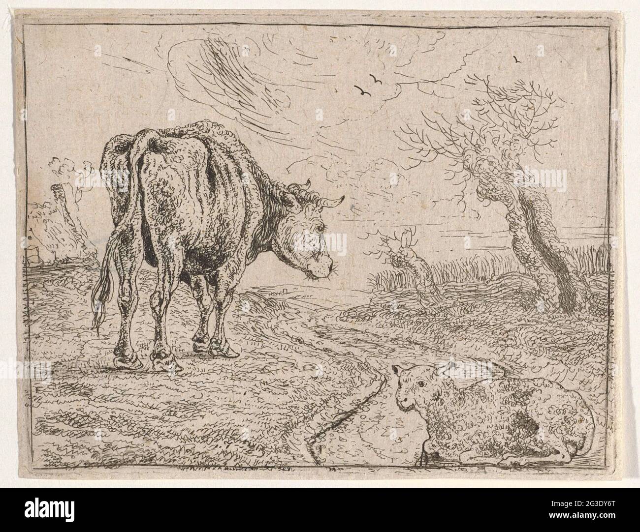 OS and sheep. A standing ox and a lying sheep in a meadow Stock Photo ...
