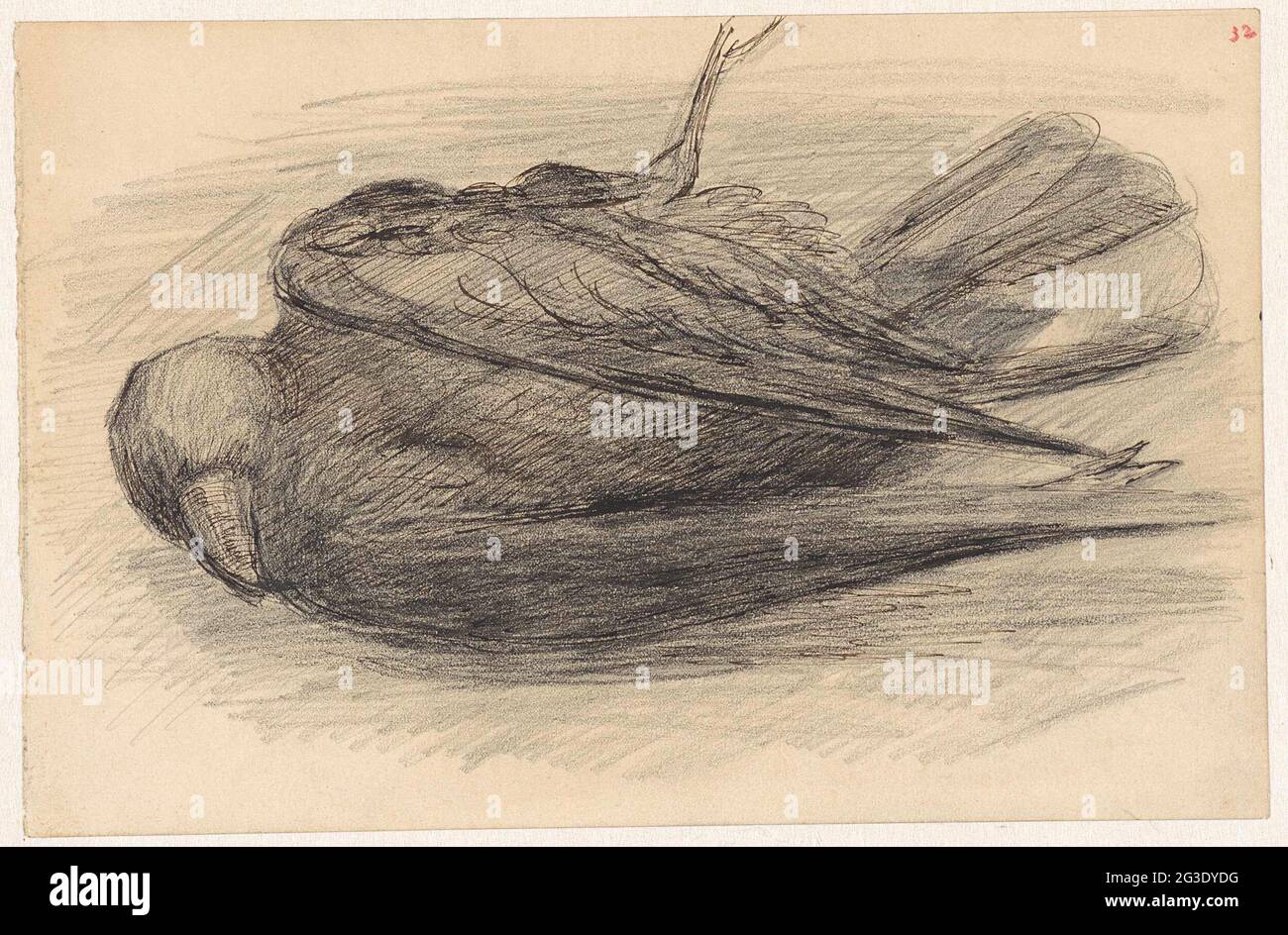 Bird anatomy features hi-res stock photography and images - Alamy