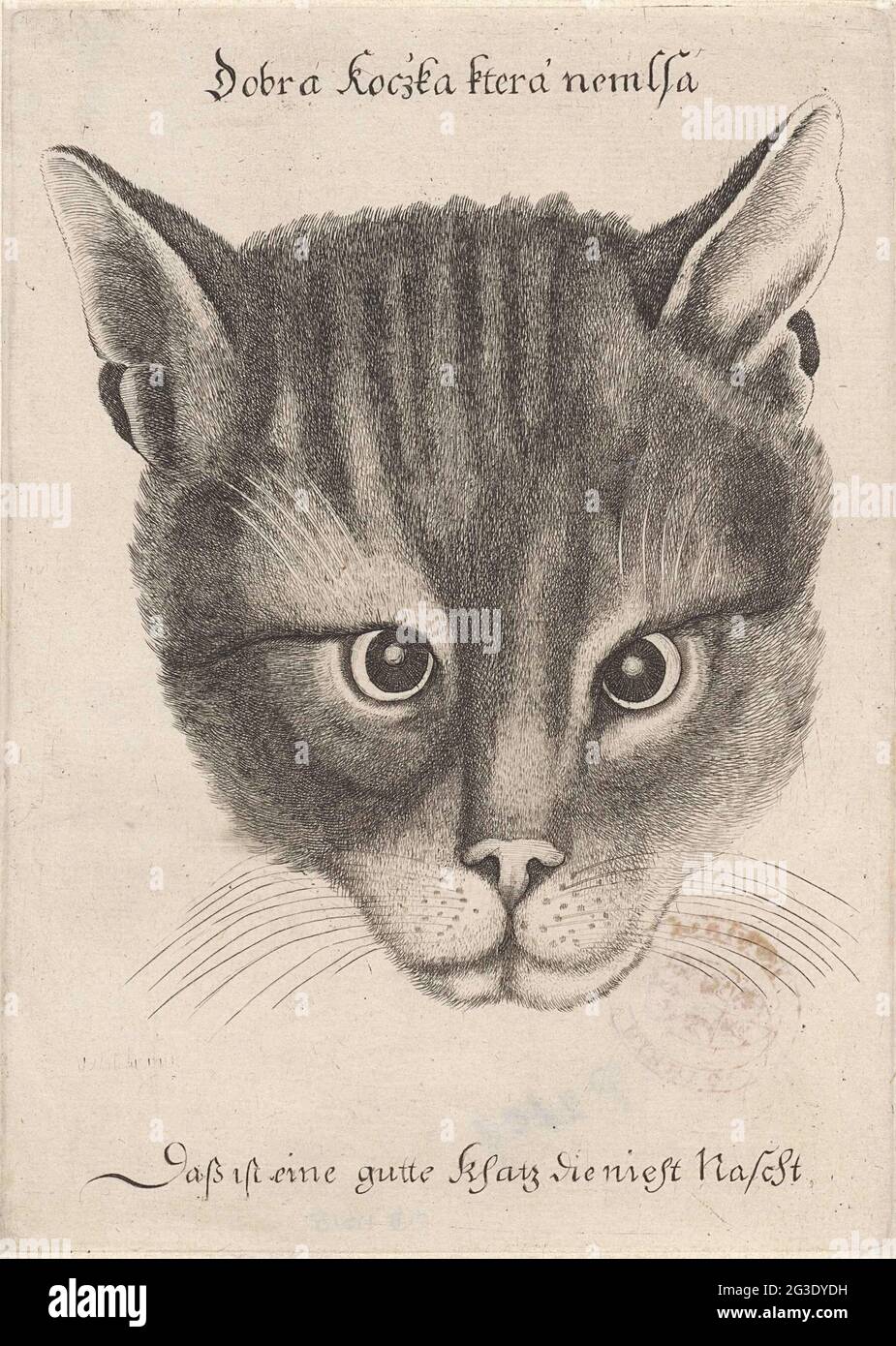 Head of a Cat Stock Photo - Alamy