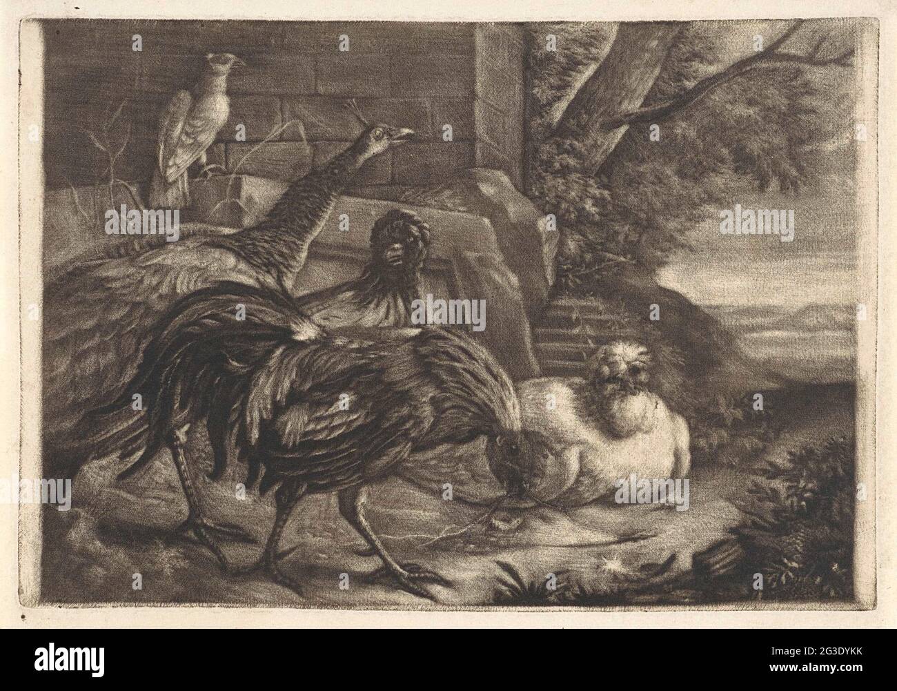 Chickens, a rooster and a peacock Stock Photo - Alamy