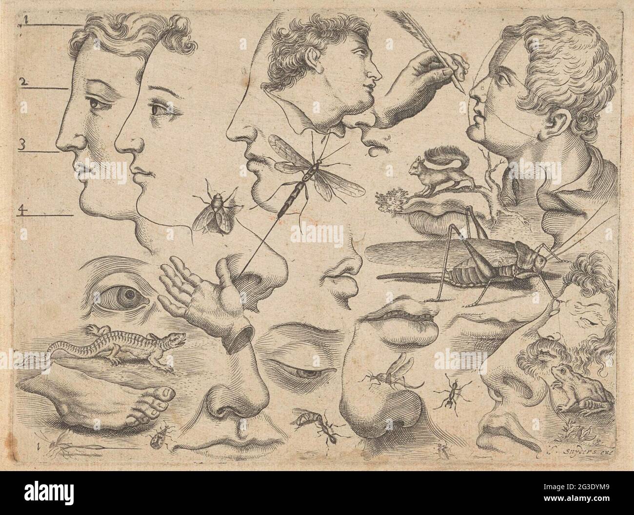 Study sheet with drawing examples: heads, body parts and animals ...