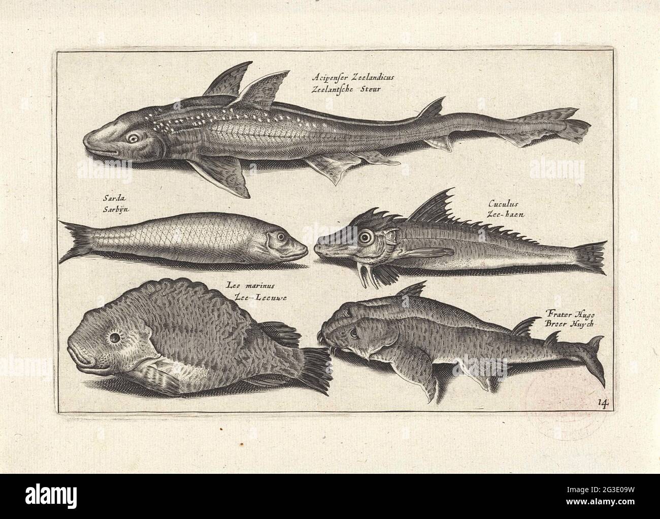 Five fish including a sea rooster; Fishing; PISCIUM VIVAE ICONES. A sea ...