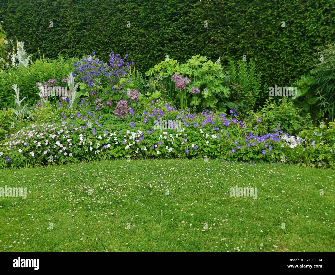 Pink and purple English country flower garden with hedge in background ...