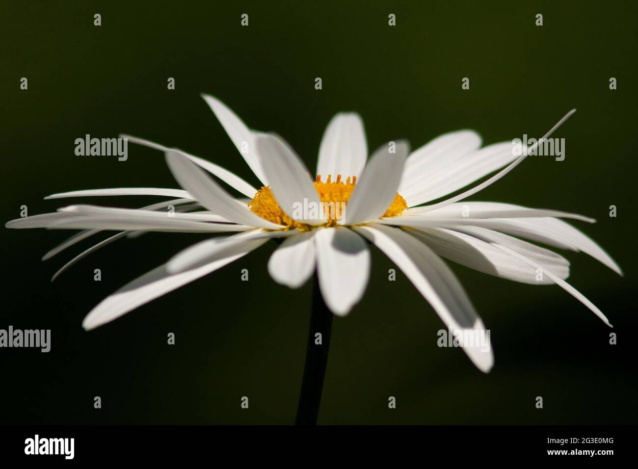 Large bright bloom of white daisy flower on solid dark background Stock ...