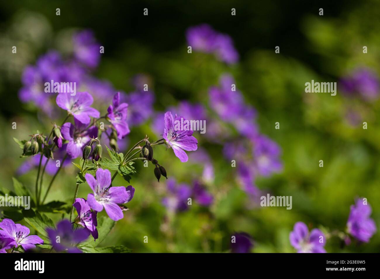 Wood cranesbill – geranium sylvaticum hi-res stock photography and ...