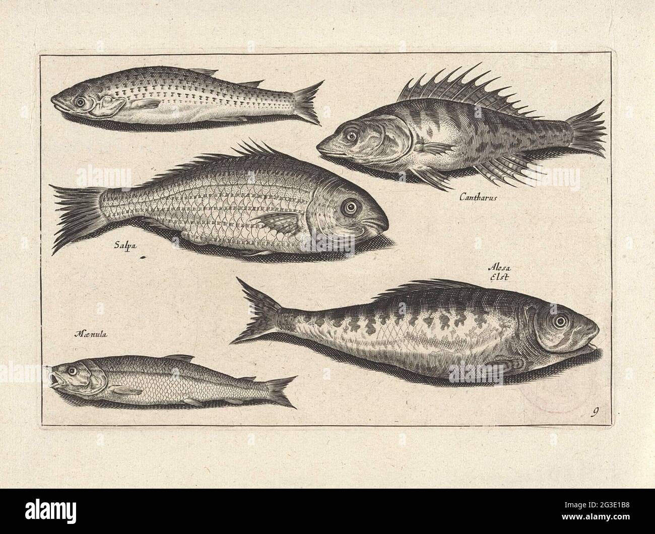 Five different fish; Fishing; PISCIUM VIVAE ICONES. A streaked fish, a ...