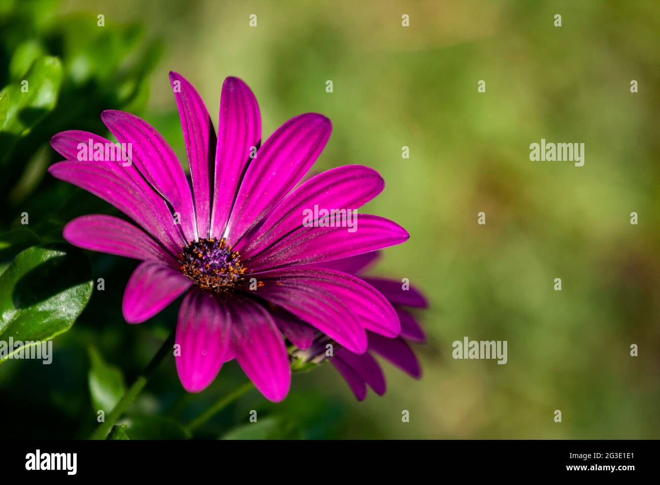 Osteospermum ecklonis deep purple hi-res stock photography and images ...