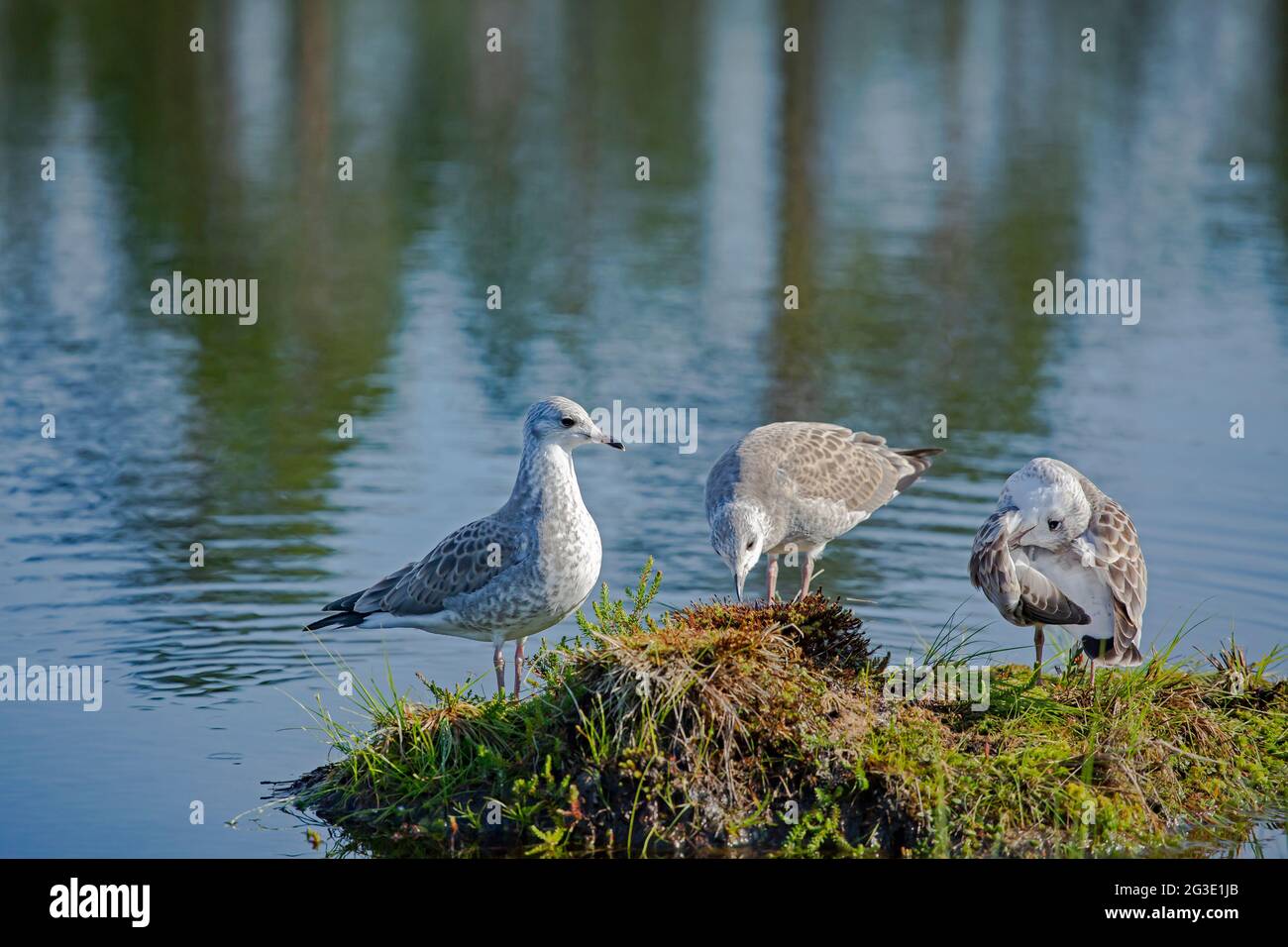 Three young common gulls, Larus canus in juvenile plumage standing on a ...