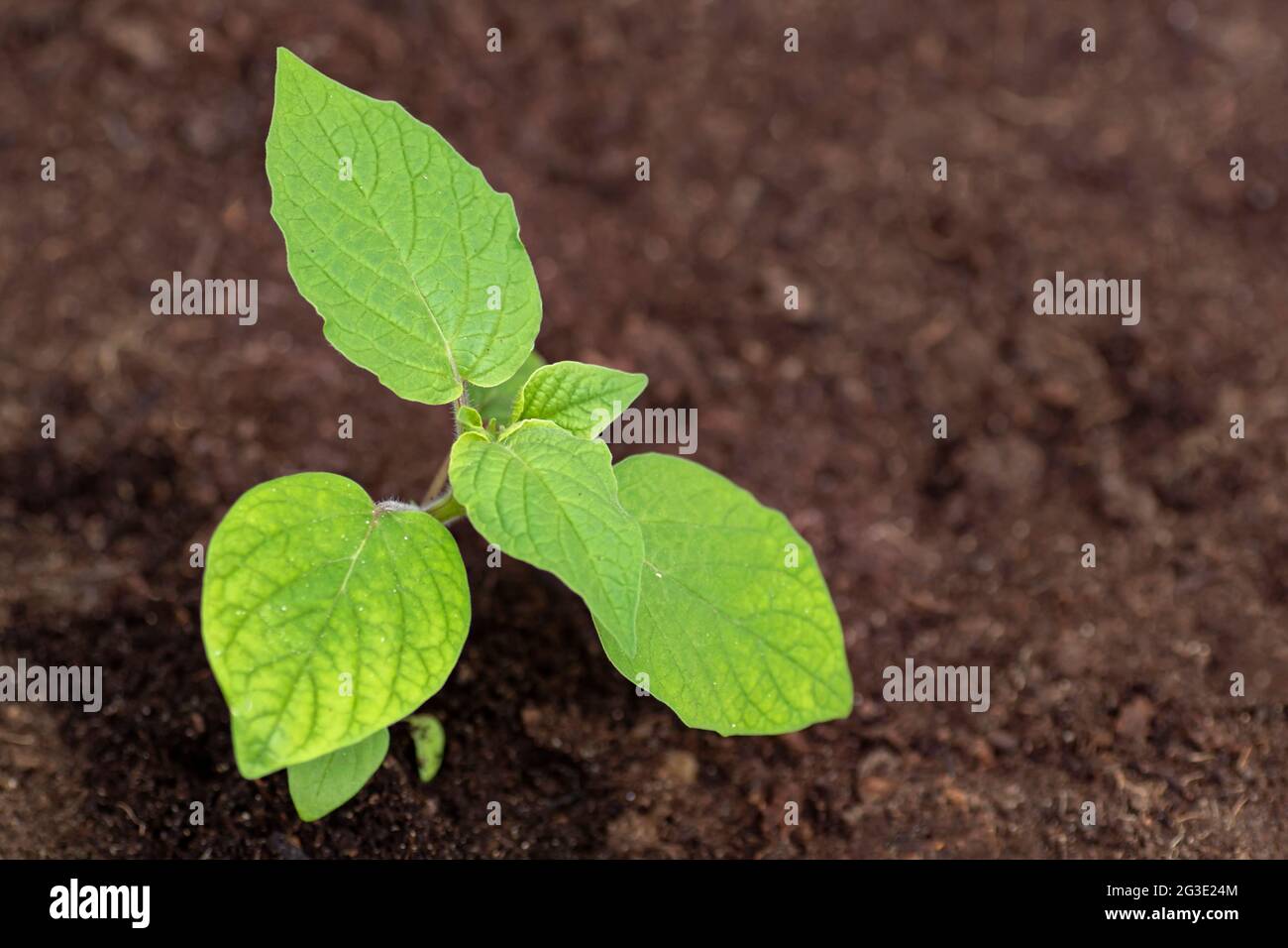 Cape Gooseberry Plant