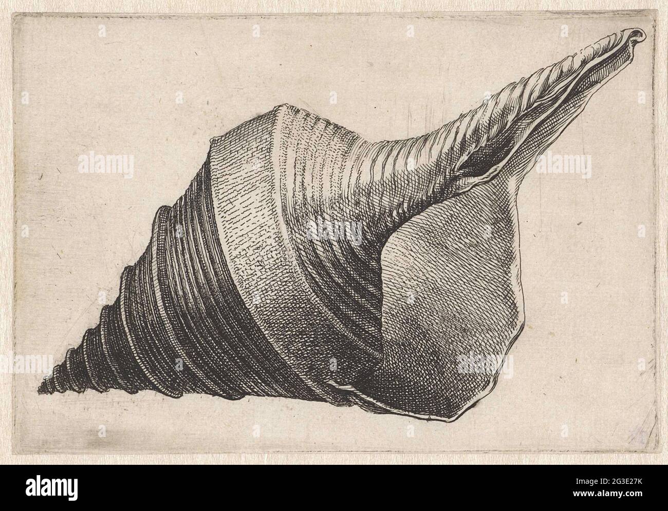 Shell, syrinx aruanus; Shells Stock Photo - Alamy