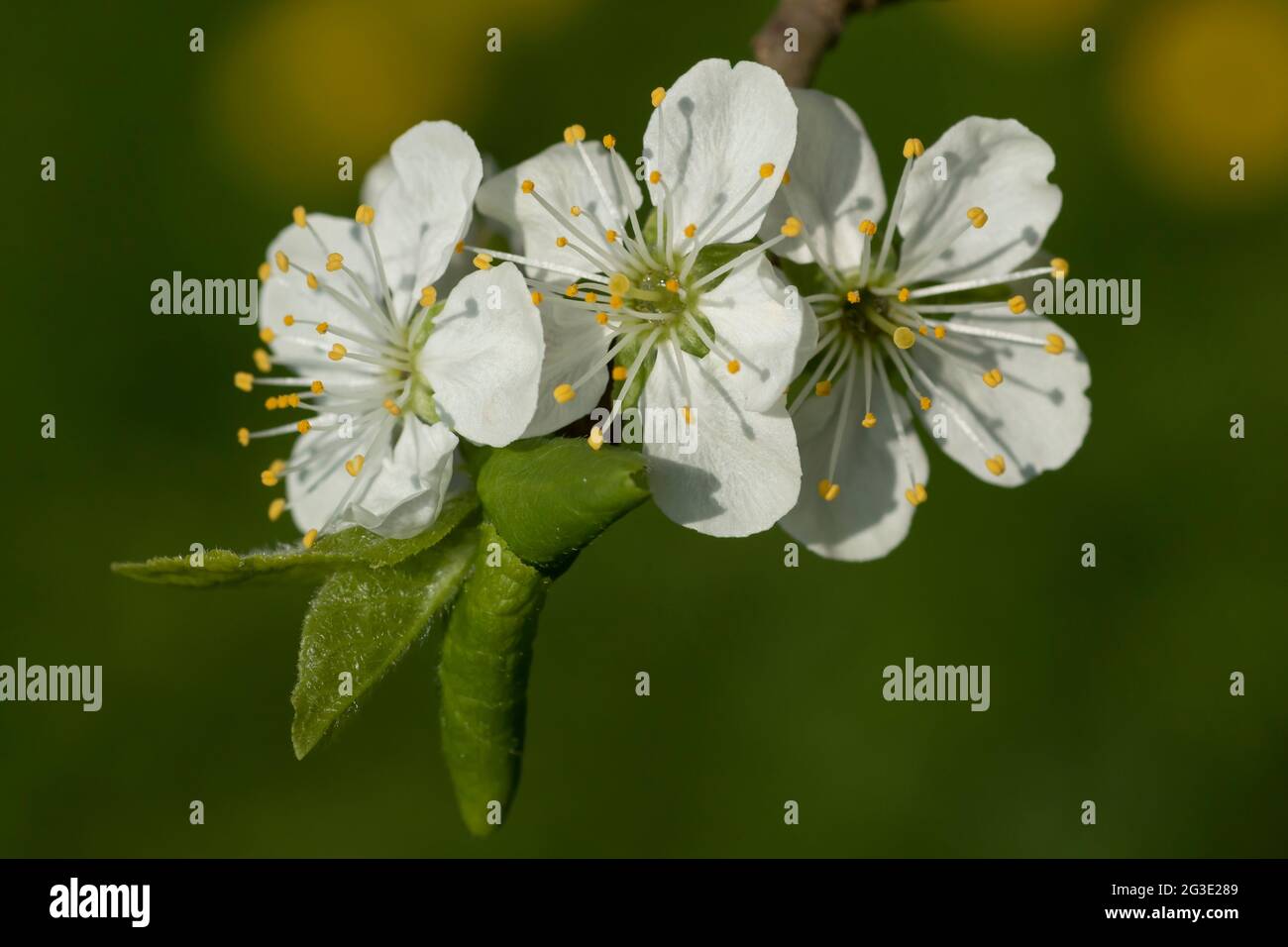 European plum prunus domestica rosaceae hi-res stock photography and ...