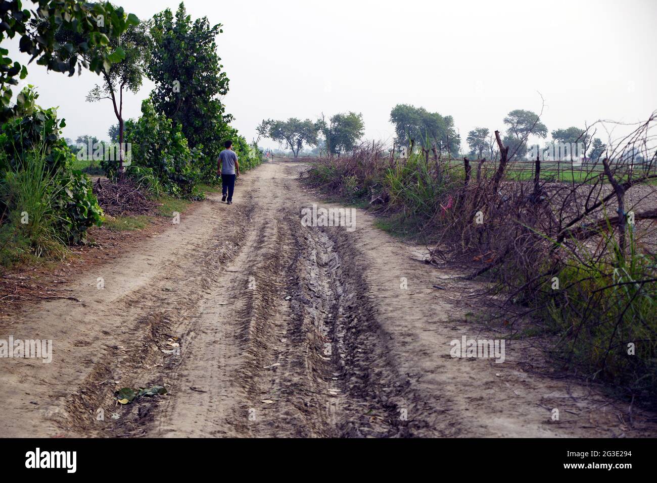 Agriculture fields Road at Village Stock Photo - Alamy