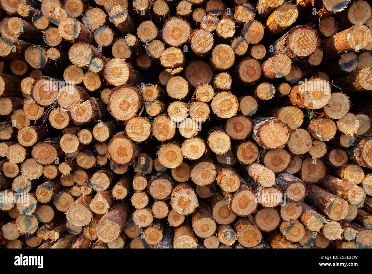 Chopped wood stump hi-res stock photography and images - Alamy