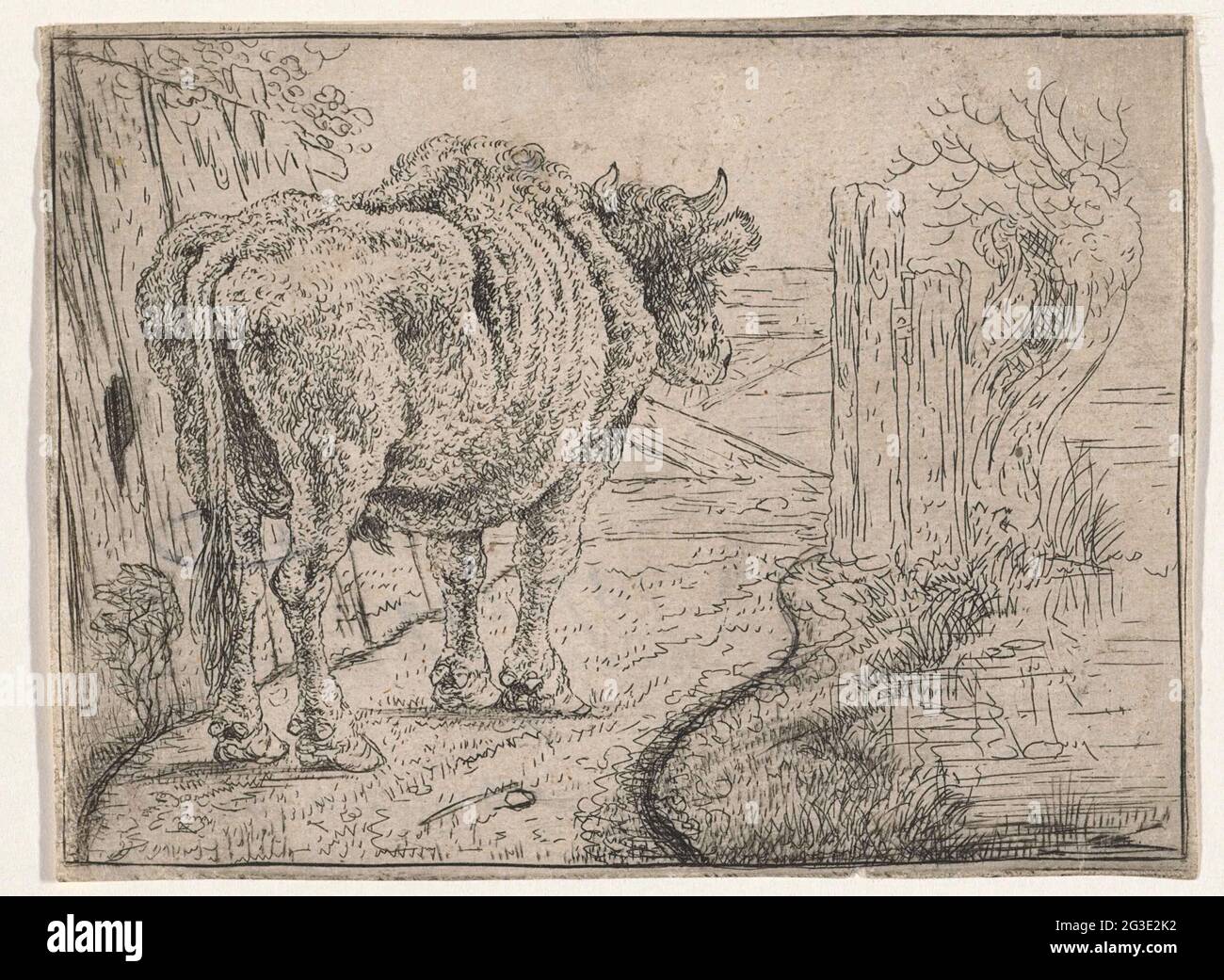 Standing bull. Standing bull, seen from behind, next to a stream and a ...