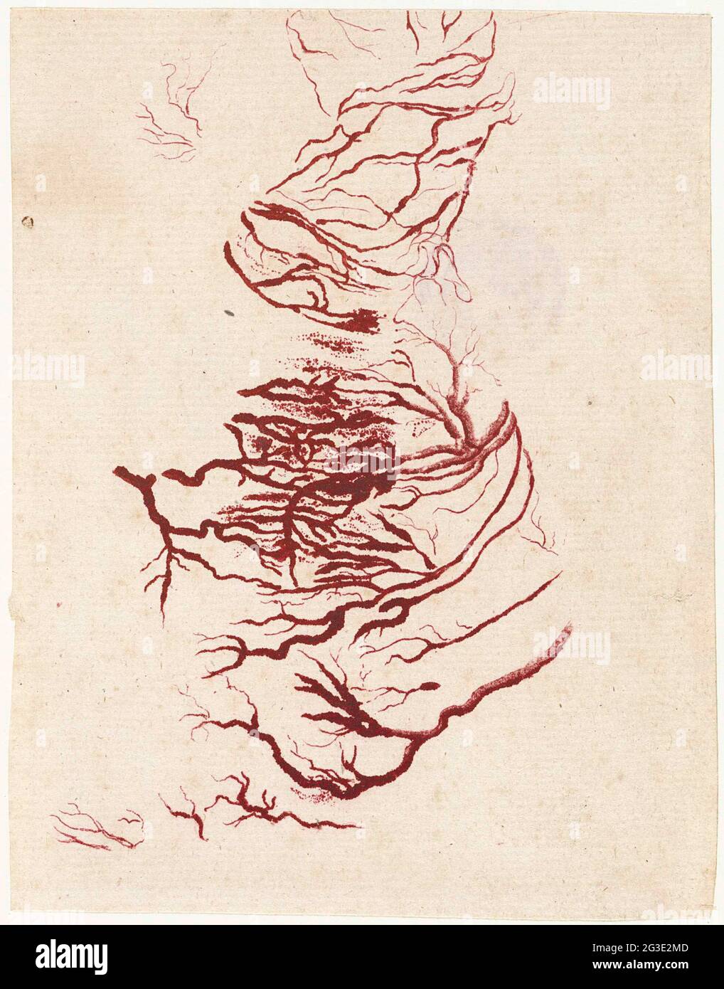 Anatomical study of a human heart Stock Photo - Alamy