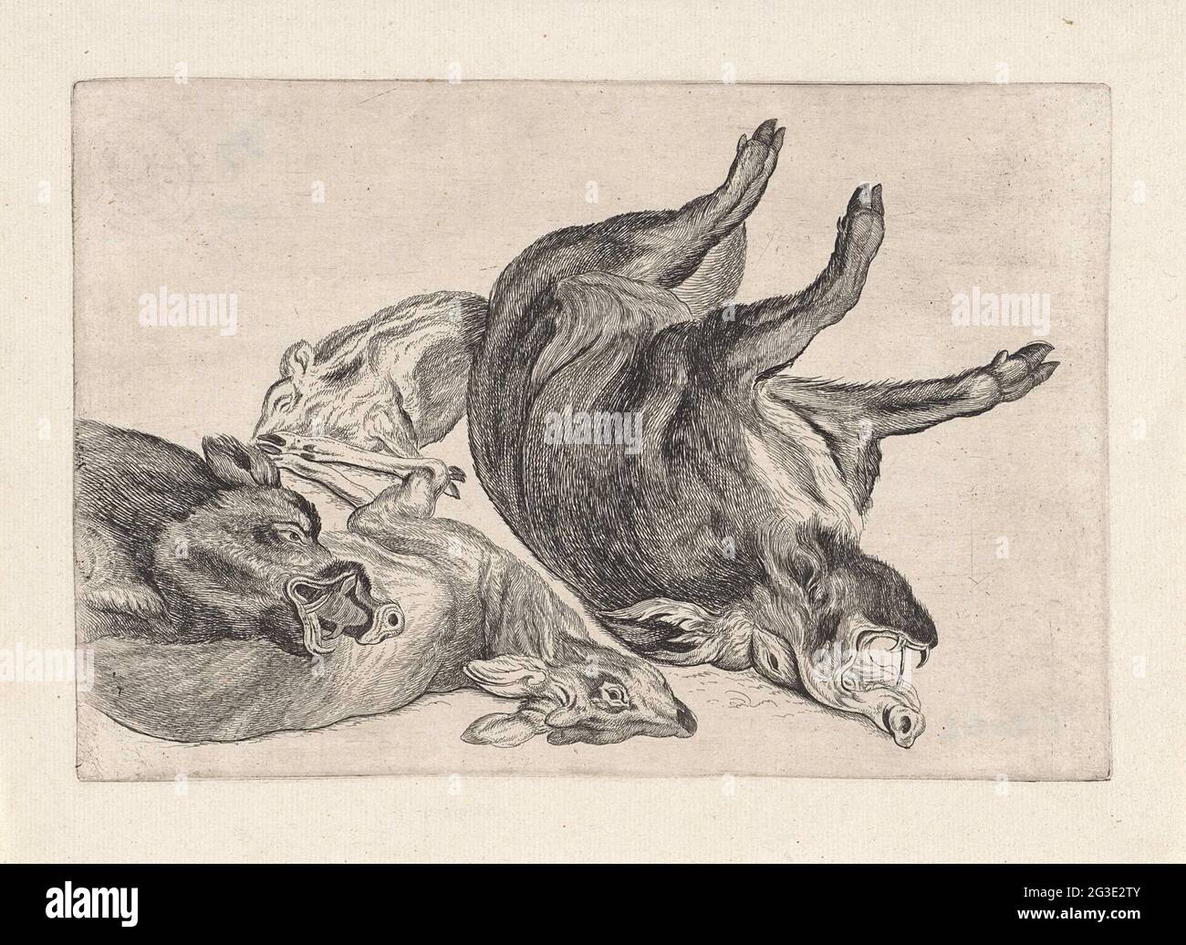 Shot wild: a dead deer and wild boar; Hunting, hunting dogs and ...