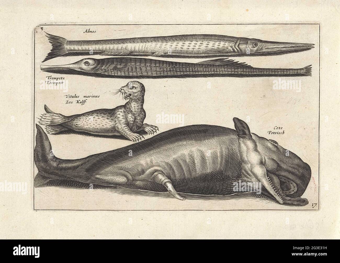 Sperm whale and three marine animals; Fishing; PISCIUM VIVAE ICONES. A ...